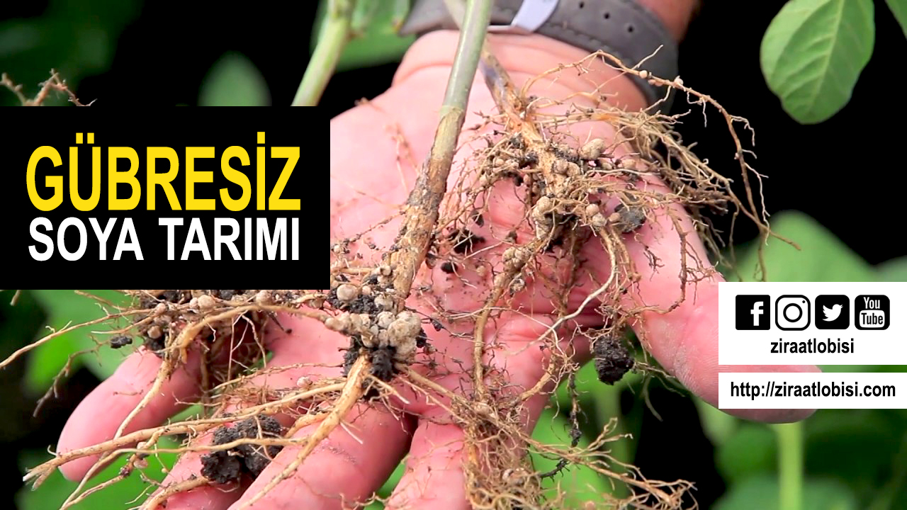 Gübresiz soya yetiştiriciliği mümkün mü?